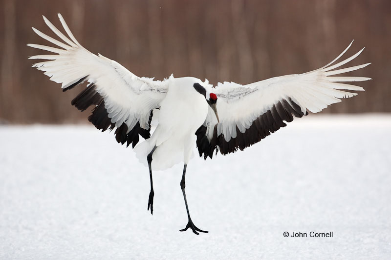 Japanese Crane Bird